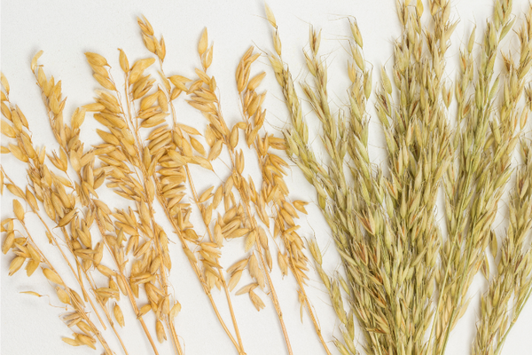 Oat Fiber - easy, healthy way to get your fiber - Be Still Farms- Real ...