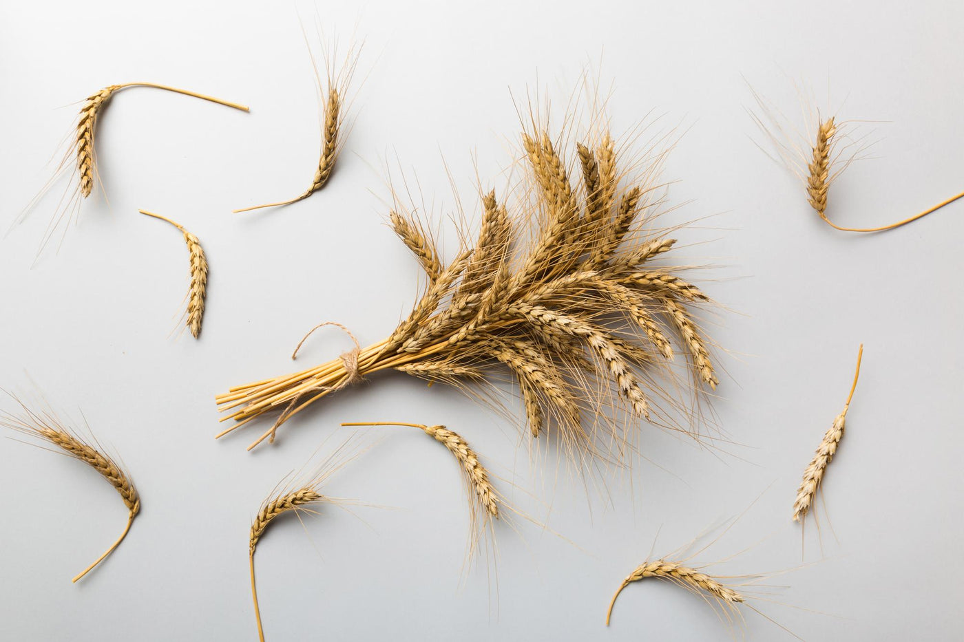 Top 5 wheat berries nutrition facts - Be Still Farms- Real, Fine Organics